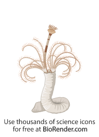 Free Marine tubeworm (Hydroides elegans) Icons, Symbols & Images ...
