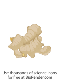 Free Ginger root Icons, Symbols & Images | BioRender