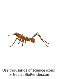 Free Leafcutter ant (Atta cephalotes) Icons, Symbols & Images | BioRender