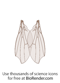 Free Drosophila wings (dorsal, cut) Icons, Symbols & Images | BioRender
