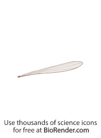 Free Drosophila wing (lateral) Icons, Symbols & Images | BioRender