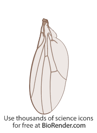 Free Drosophila wing (dorsal) Icons, Symbols & Images | BioRender