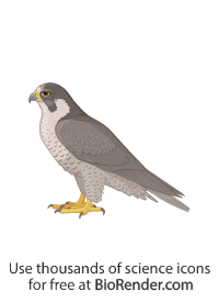 Free Peregrine falcon Icons, Symbols & Images | BioRender