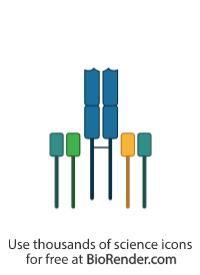 Free TCR (with CD3εδ and CD3γε) Icons, Symbols & Images | BioRender