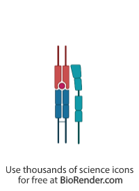 Free MHC2-TCR complex (with CD4) Icons, Symbols & Images | BioRender