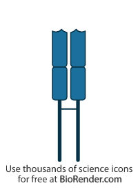 Free T cell receptor (TCR) Icons, Symbols & Images | BioRender