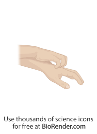 Free Hands (scratching) Icons, Symbols & Images | BioRender