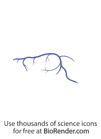 Free Mouse brain (lateral veins) Icons, Symbols & Images | BioRender