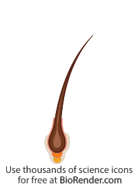 Free Hair (telogen stage, simplified) Icons, Symbols & Images | BioRender