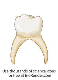 Free Molar tooth (primary) Icons, Symbols & Images | BioRender