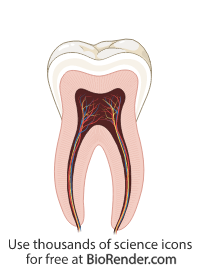 Free Molar tooth (cross-section) Icons, Symbols & Images | BioRender