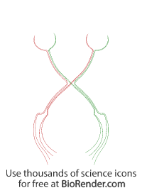 Free Optic chiasm (tracts) Icons, Symbols & Images | BioRender