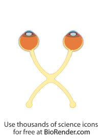 Free Optic chiasm Icons, Symbols & Images | BioRender