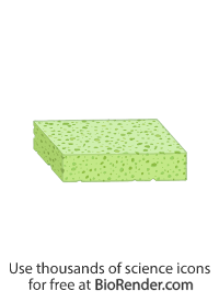 Free Sponge Icons, Symbols & Images | BioRender