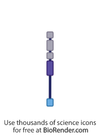 Free Netrin-G ligand (NGL) Icons, Symbols & Images | BioRender