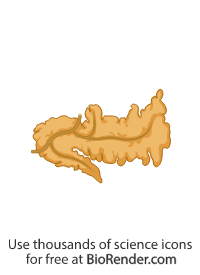 Free Mouse pancreas Icons, Symbols & Images | BioRender