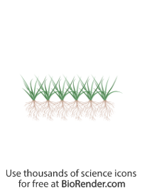 Free Grass (field, with roots) Icons, Symbols & Images | BioRender