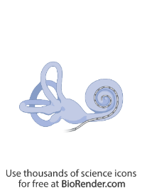 Free Inner ear with cochlear implant Icons, Symbols & Images | BioRender