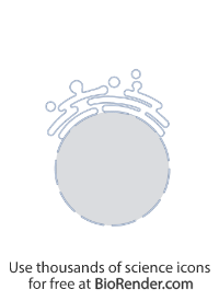 Free Nuclear membrane (with budding ER) Icons, Symbols & Images | BioRender