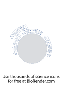 Free Nuclear membrane (with budding RER) Icons, Symbols & Images ...