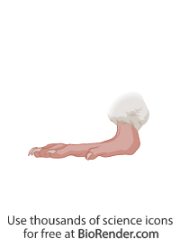 Free Mouse foot (lateral, back paw) Icons, Symbols & Images | BioRender