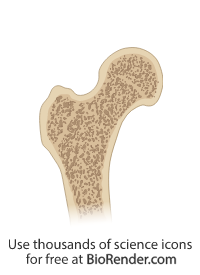 Free Femur (proximal end, cross-section) Icons, Symbols & Images ...