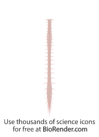Free Rodent spinal cord (dorsal view) Icons, Symbols & Images | BioRender