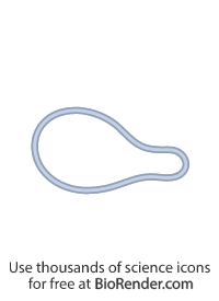 Free Organelles Icons, Symbols & Images | BioRender