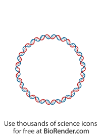 Free DNA (circular, large) Icons, Symbols & Images | BioRender