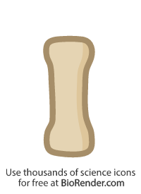 Free Mouse vertebra (schematic, tail) Icons, Symbols & Images | BioRender