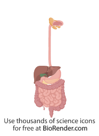 Free GI tract 2 Icons, Symbols & Images | BioRender