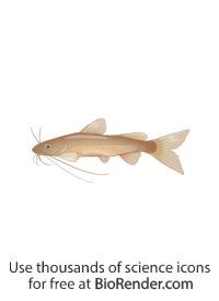 Free Bagrid catfish Icons, Symbols & Images | BioRender