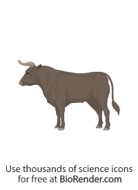 Free Bull Icons, Symbols & Images | BioRender