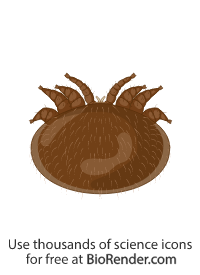 Free Varroa destructor (female) Icons, Symbols & Images | BioRender