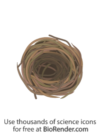 Free Bird nest (top view) Icons, Symbols & Images | BioRender
