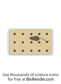 Free Mouse (marble burying test) Icons, Symbols & Images | BioRender