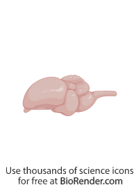 Free Quail brain (lateral) Icons, Symbols & Images | BioRender