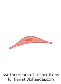 Free Myoepithelial cell Icons, Symbols & Images | BioRender