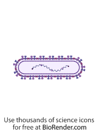 Free RSV (filamentous) Icons, Symbols & Images | BioRender