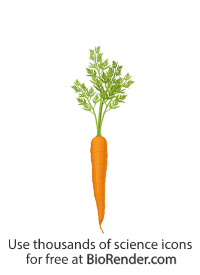 Free Carrot Icons, Symbols & Images | BioRender