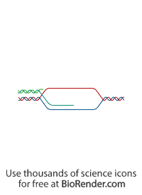 Free DNA (2D, recombination D-loop) Icons, Symbols & Images | BioRender