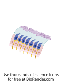 Free Macula (displaced) Icons, Symbols & Images | BioRender