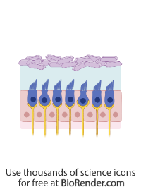 Free Macula (upright) Icons, Symbols & Images | BioRender