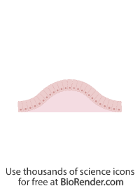 Free Supporting cell (inner ear, crista ampullaris) Icons, Symbols ...