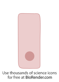 Free Supporting cell (inner ear) Icons, Symbols & Images | BioRender