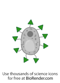 Free Yeast display (triangle) Icons, Symbols & Images | BioRender