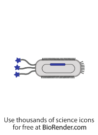 Free Phage display (star) Icons, Symbols & Images | BioRender