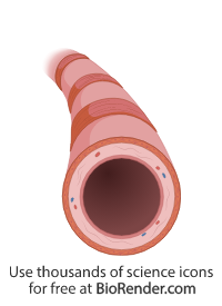 Free Airway (normal 2) Icons, Symbols & Images | BioRender