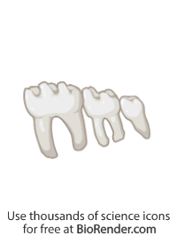 Free Mouse teeth (molars) Icons, Symbols & Images | BioRender