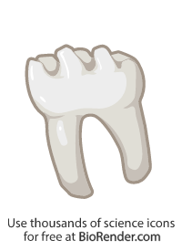 Free Mouse teeth (molar, m1) Icons, Symbols & Images | BioRender
